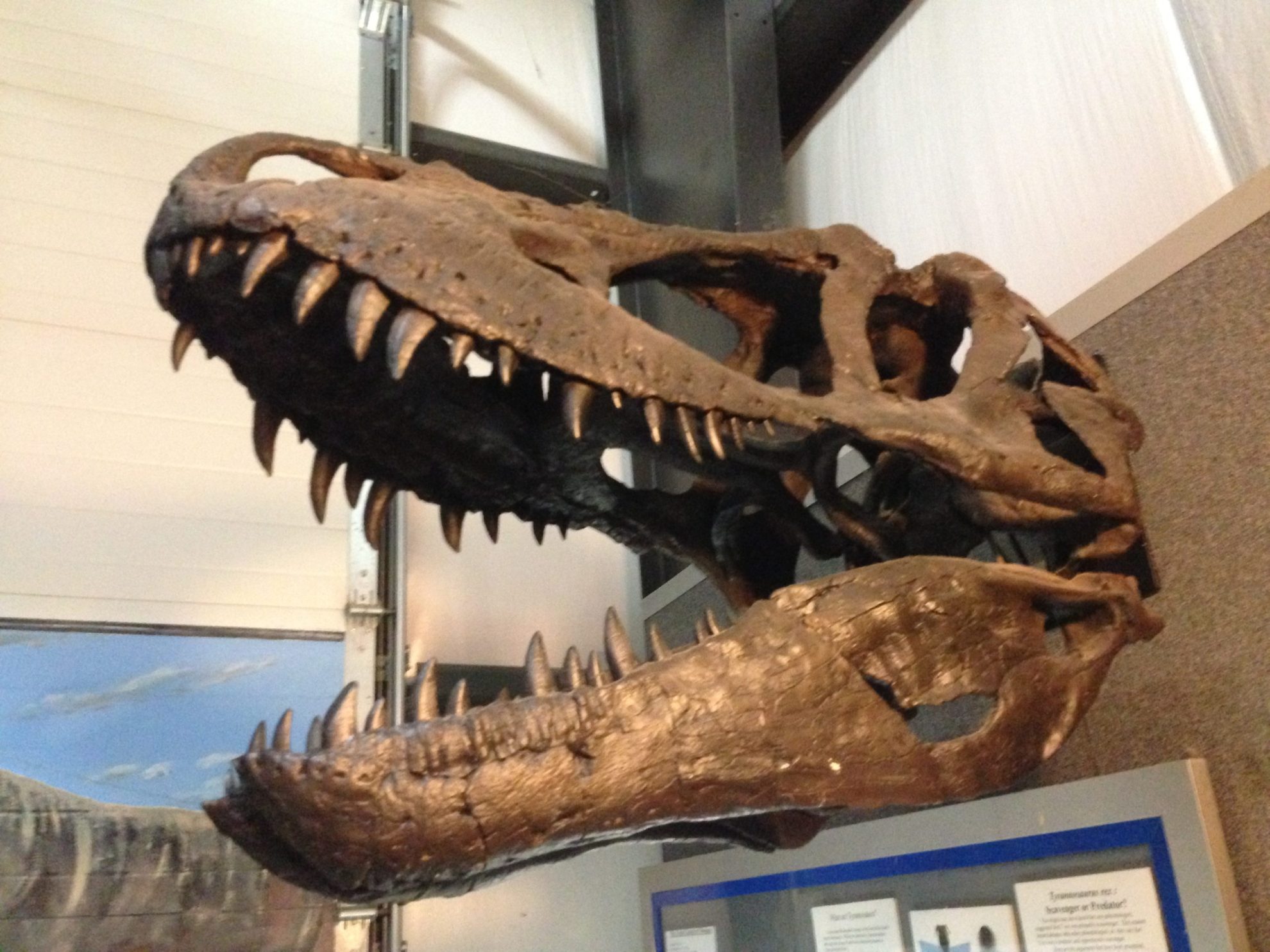Exhibits - The Montana Dinosaur Center